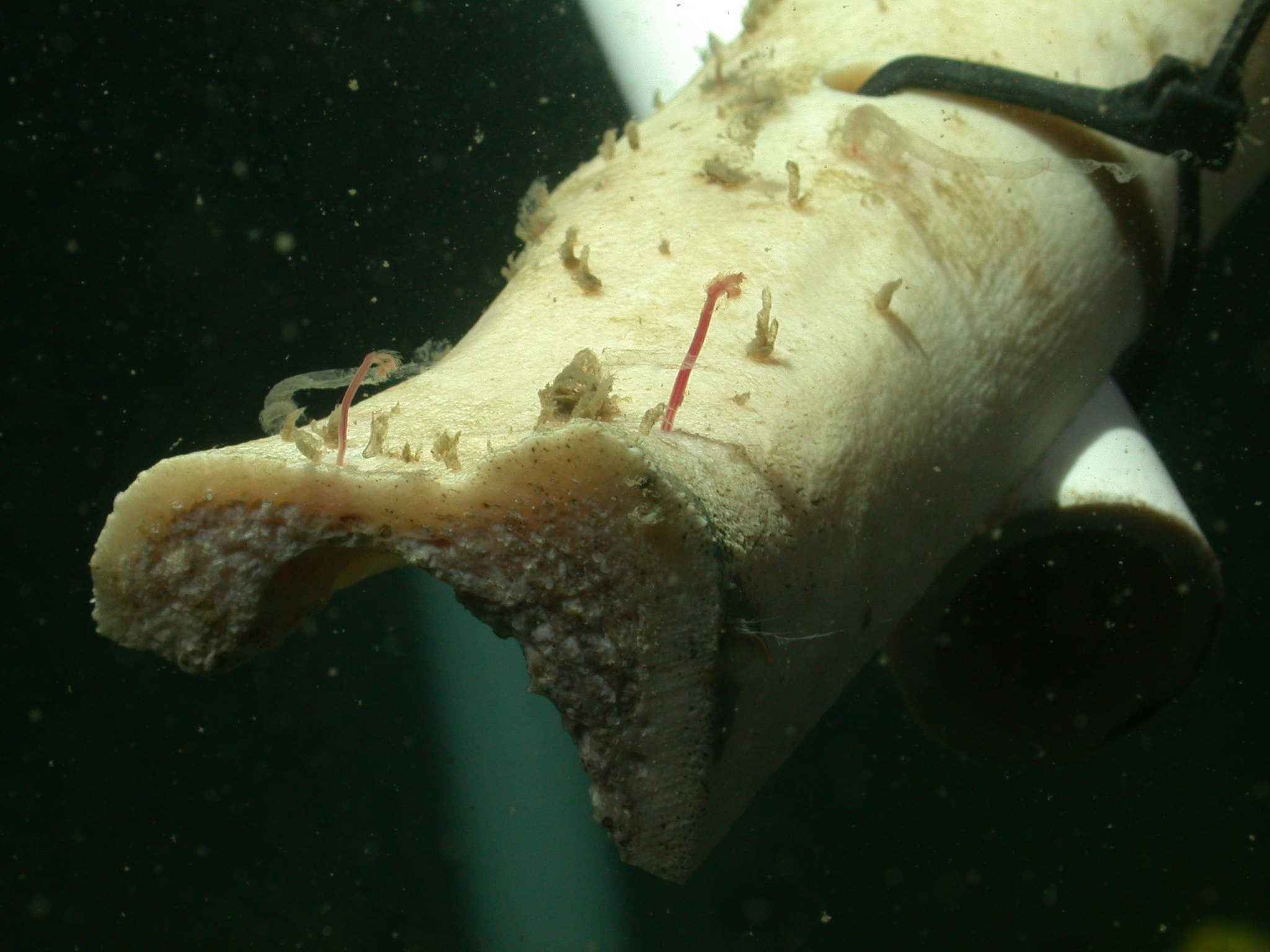 Uncovering a world of bone-eating worms on the seafloor — MBARI Annual ...