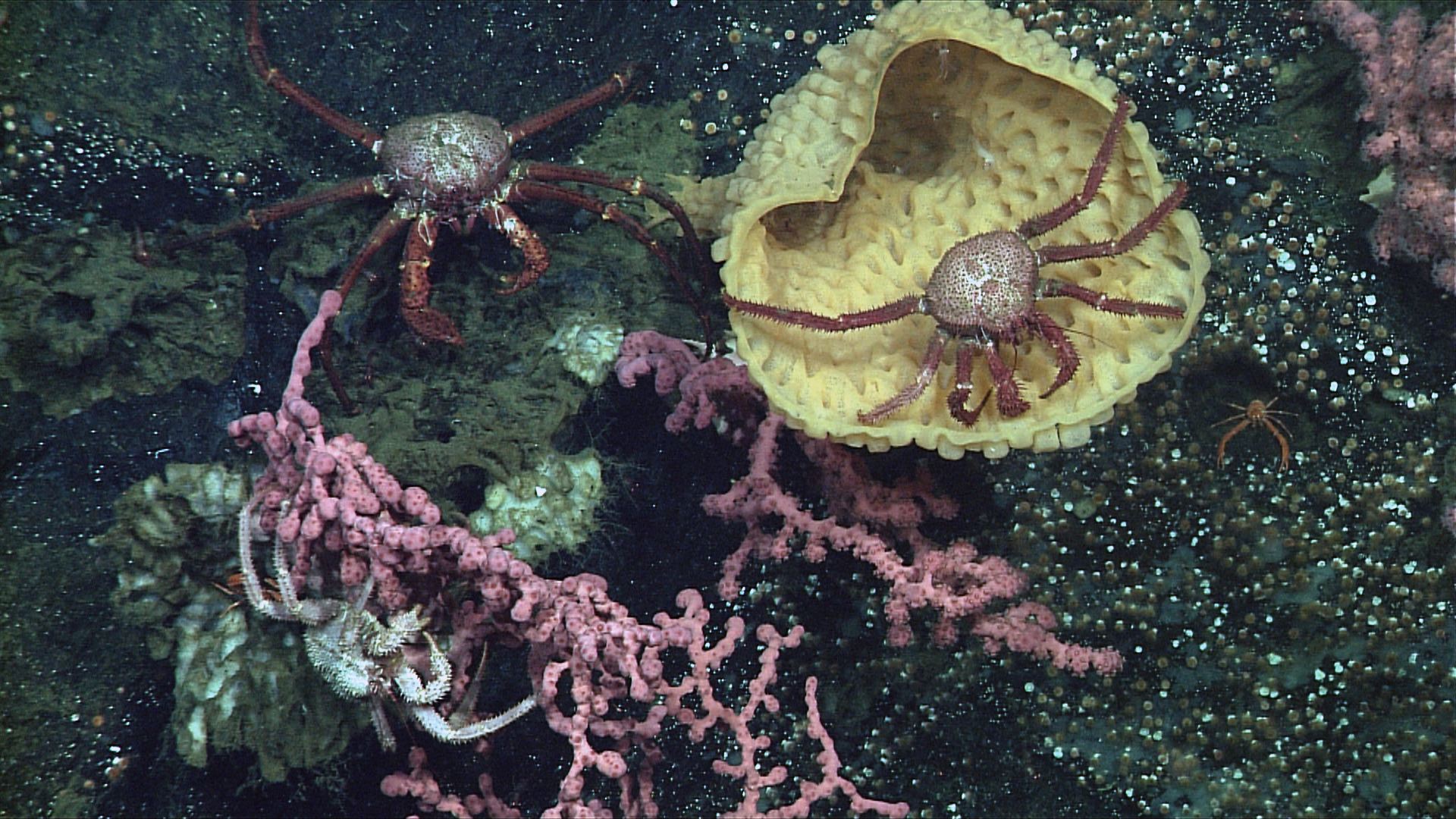 New guide catalogs diverse life on deep-sea ridge — MBARI Annual Report ...