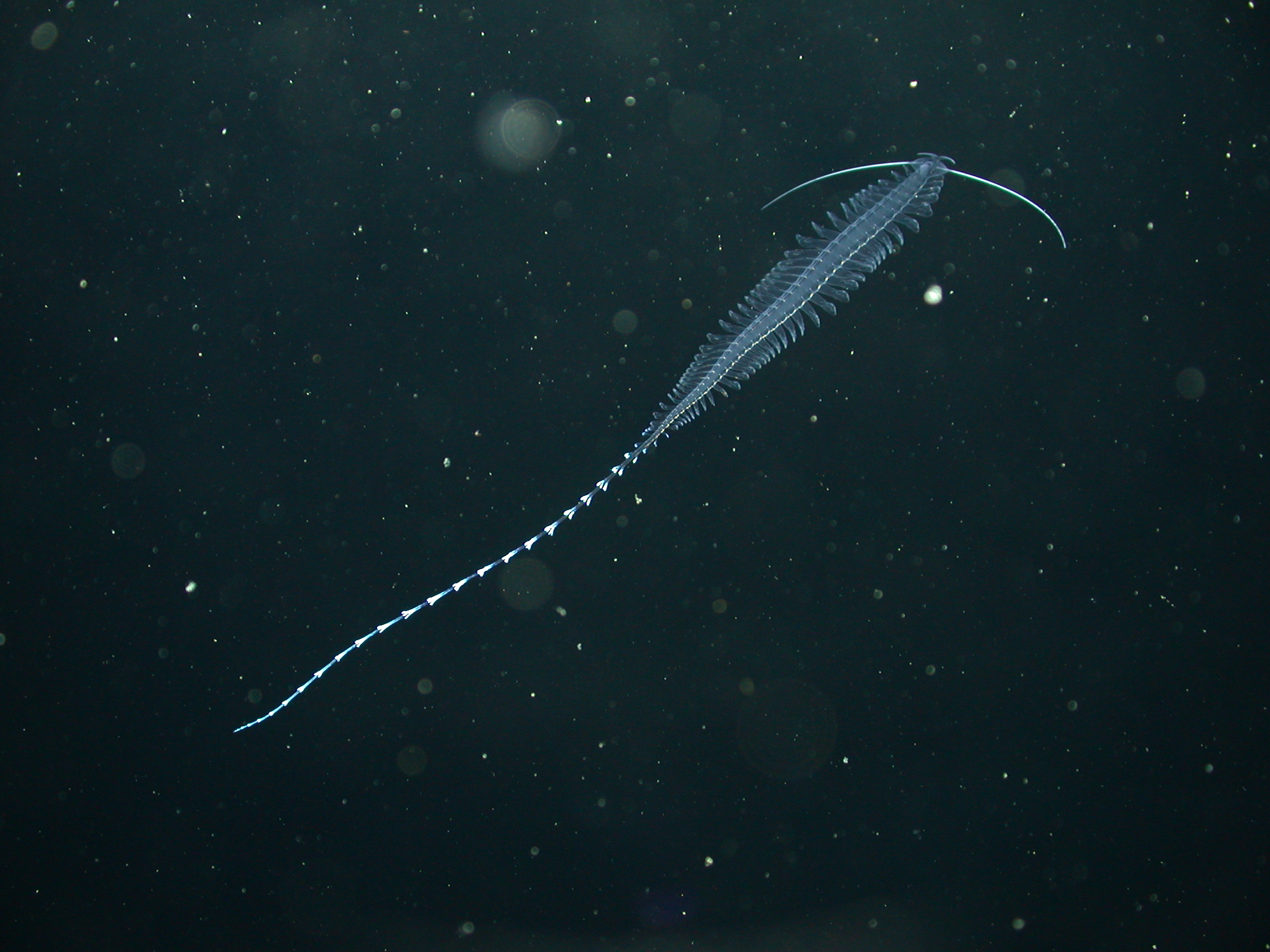 Swimming with a worm — MBARI Annual Report: 2021